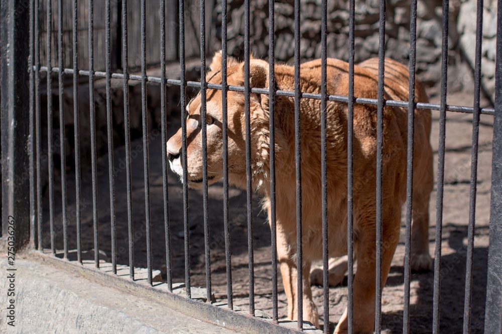 lion trapped in a zoo cage Stock Photo | Adobe Stock