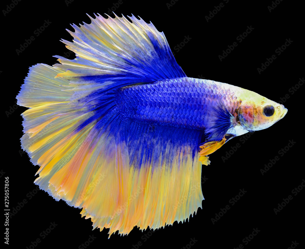Foto de Betta Siamese fighting fish, Betta splendens Pla-kad ( biting ...