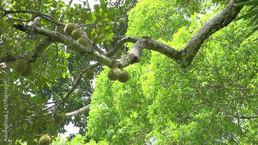 Raw durian fruits. Fertile durian tree with plenty of durian fruits on ...