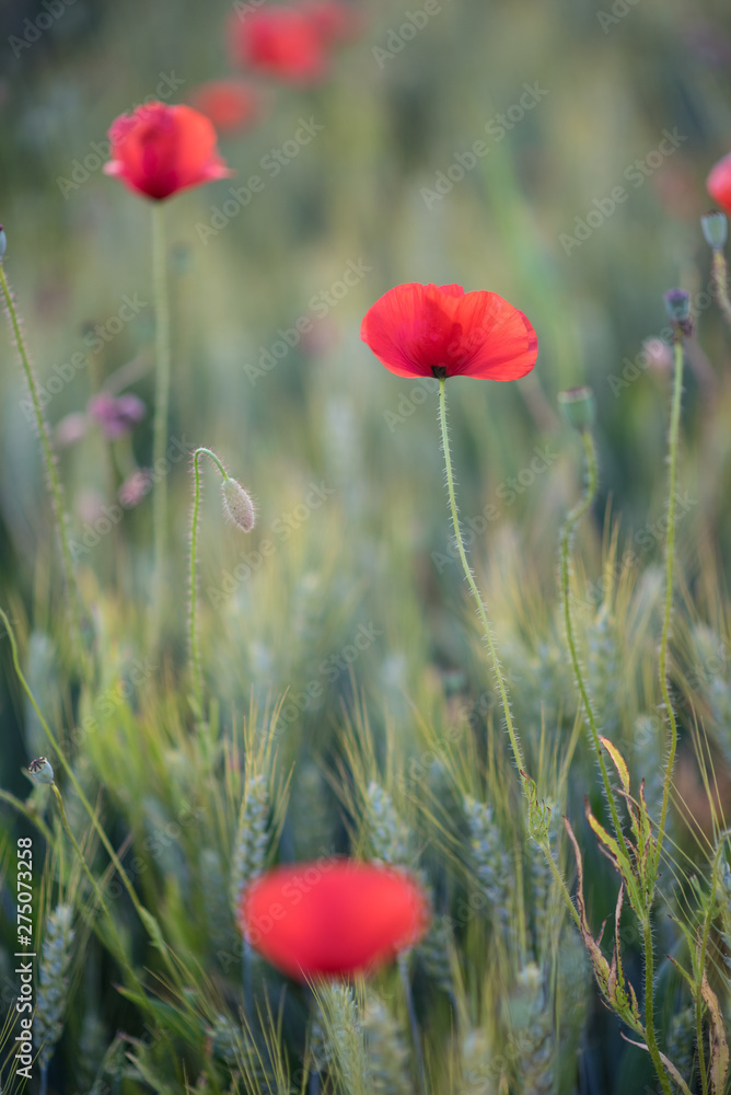 der Mohn Stock Photo | Adobe Stock