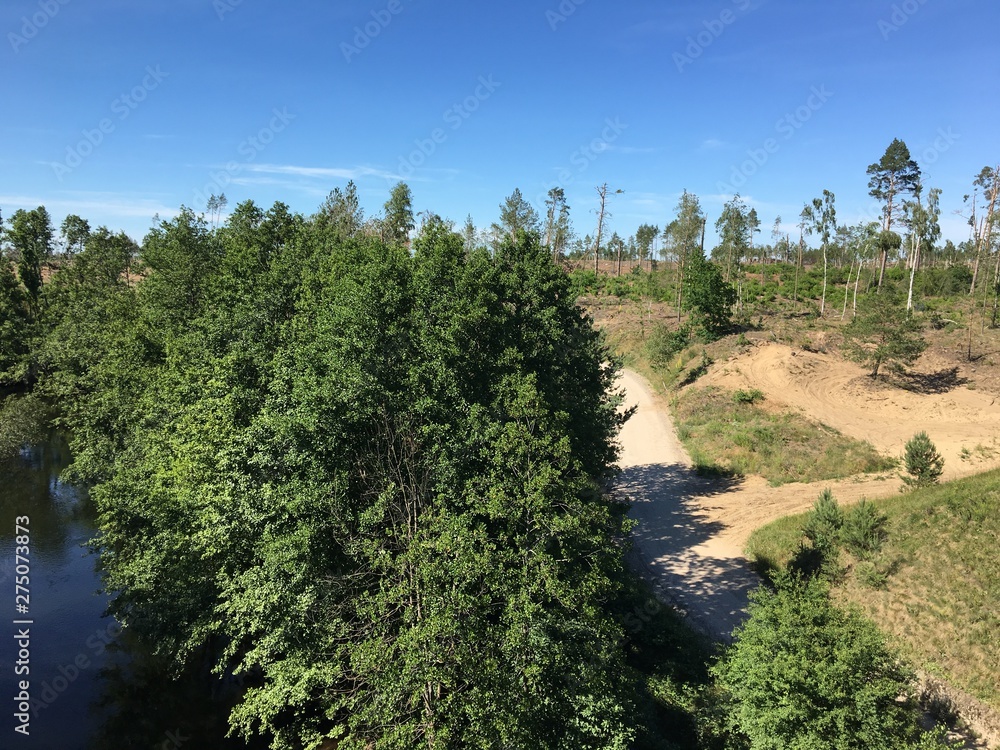 drzewa las bory bory tucholskie las las sosnowy sosny lato Stock Photo ...