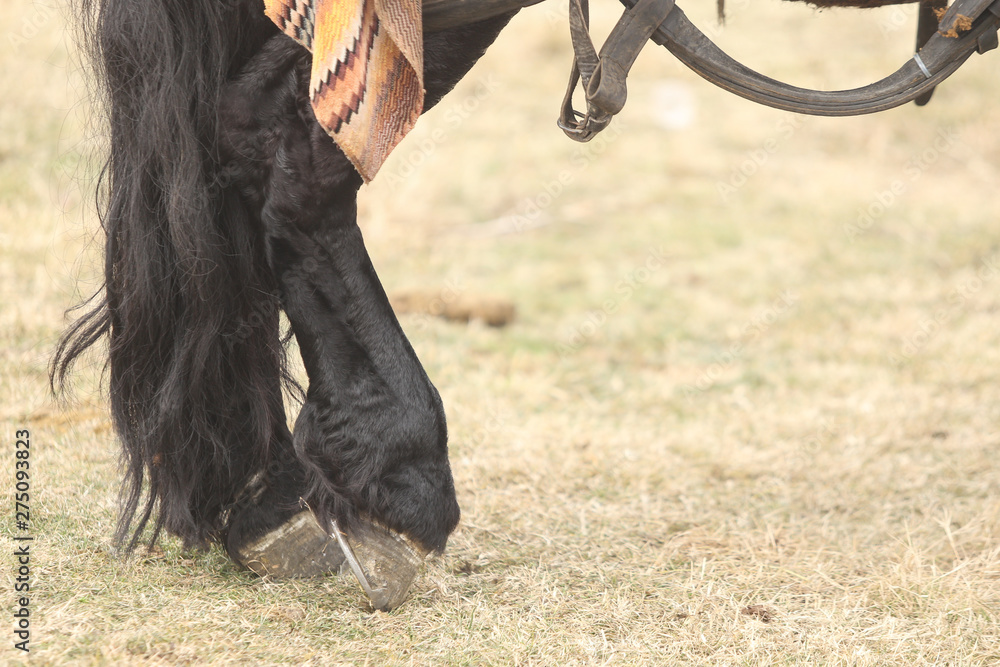 Details with the back legs and hooves of a horse in rural Romania Stock ...