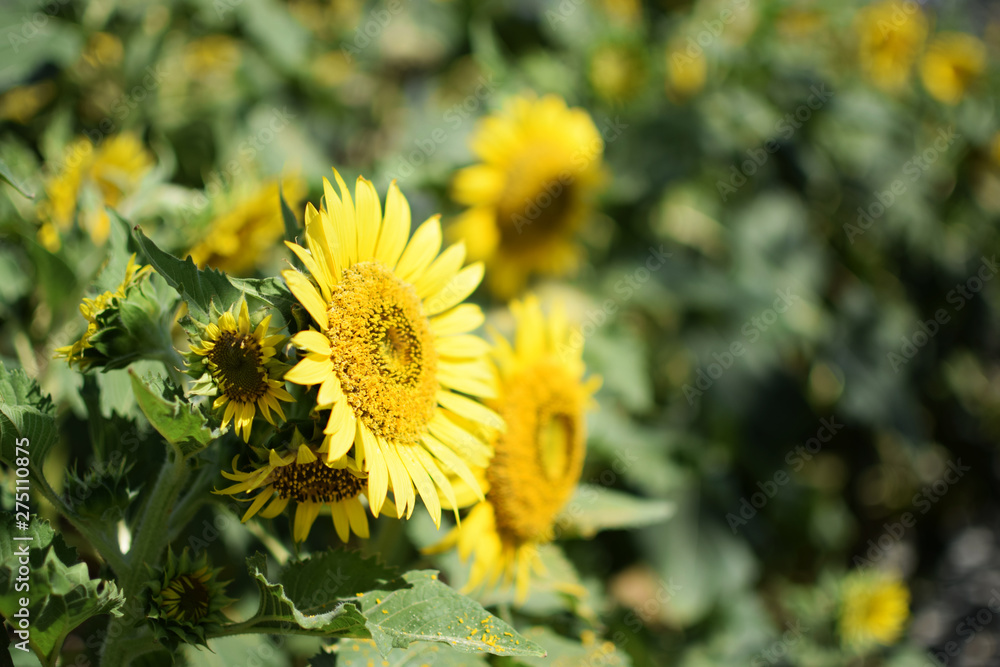 sunflower follow the sun Stock Photo | Adobe Stock