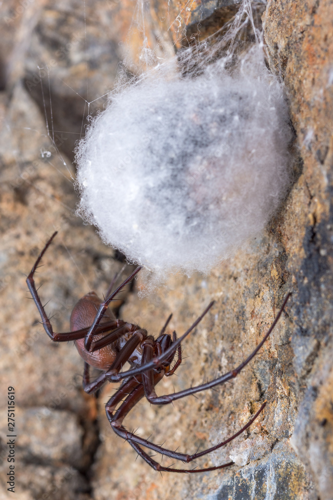 Cave spider, Meta bourneti in a cave. Stock Photo | Adobe Stock