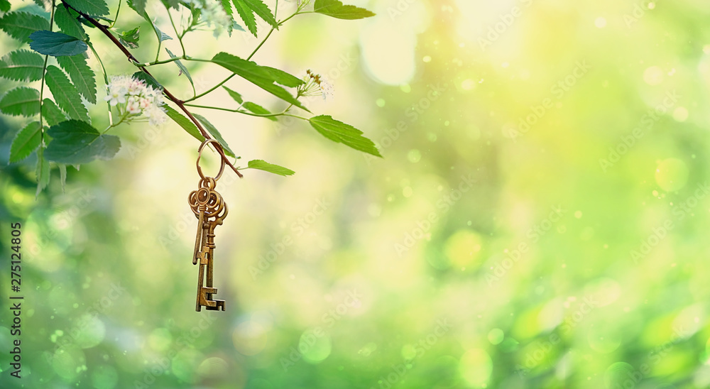 vintage gold key in forest tree. magical composition with beautiful key ...