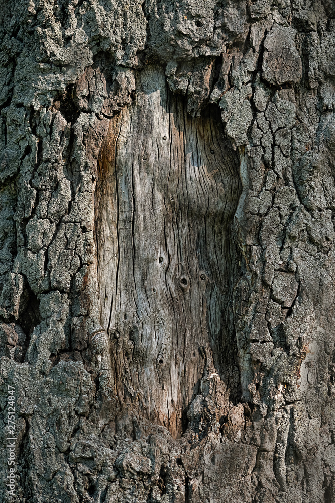 rough texture of tree bark, closeup background. Tree bark template ...