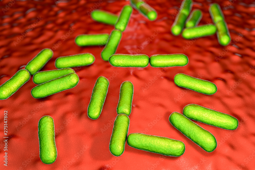Probiotic bacteria Bacillus clausii, 3D illustration. B. clausii is a ...