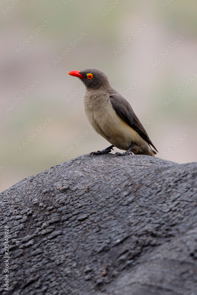 Red-billed oxpecker sitting on a white rhinoceros in Sabi Sands Game ...