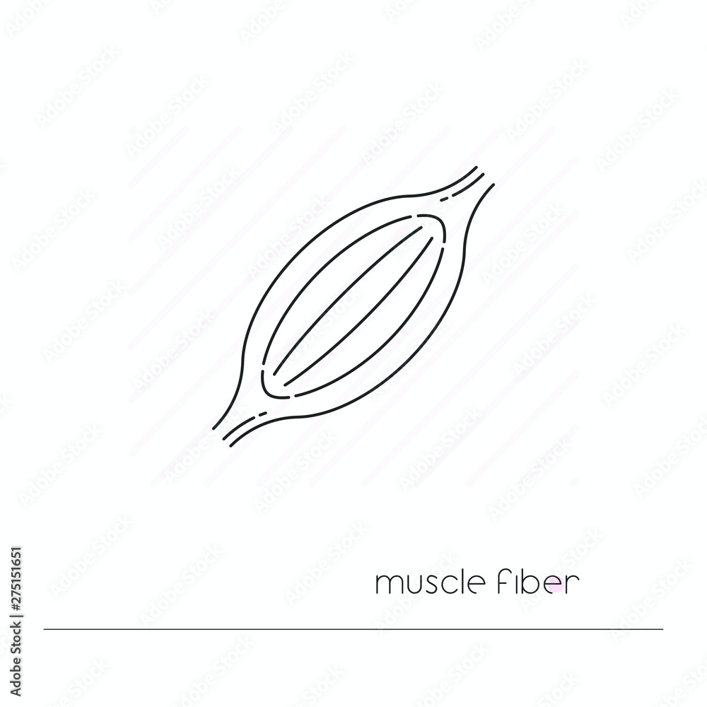 Vetor de Muscle fiber icon isolated. Single thin line symbol of muscle ...