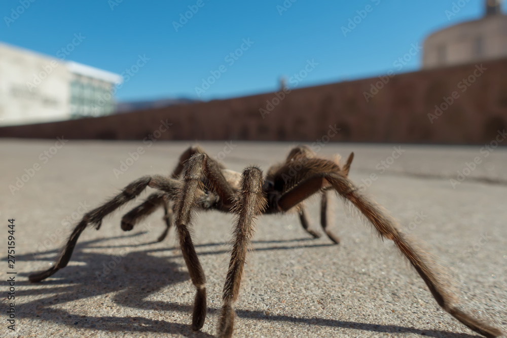 Tarantula in natural habitat, Theraphosidae at hoover dam nevada Stock ...