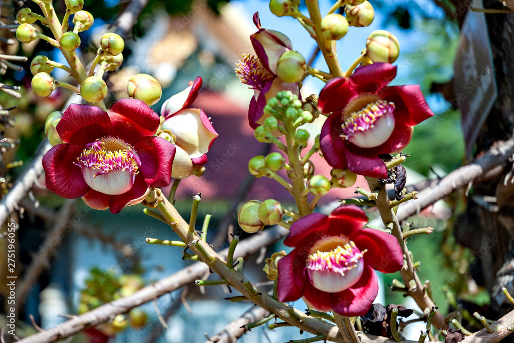 Flower of sal tree, Shorea robusta on tree in Cambodia Stock Photo ...