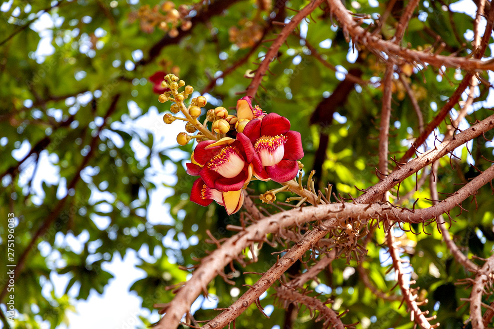 Flower of sal tree, Shorea robusta on tree in Cambodia Stock Photo ...