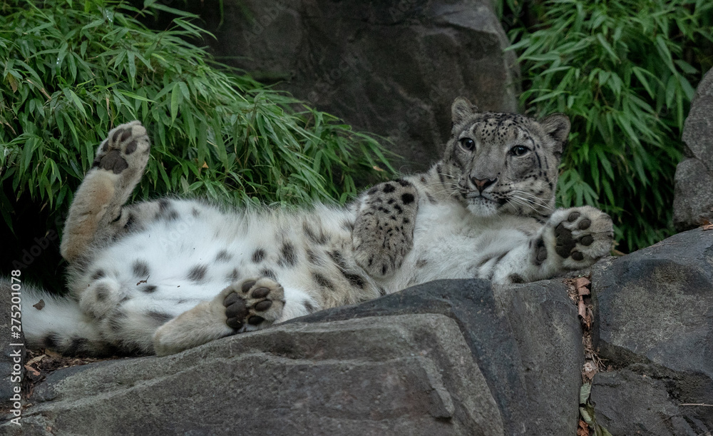 Iconic Spots on a Snow Leopard Laying on His Back Stock Photo | Adobe Stock