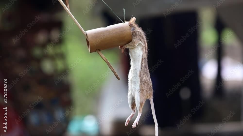 Vidéo Stock Curious dead mouse caught with its head in open air trap ...