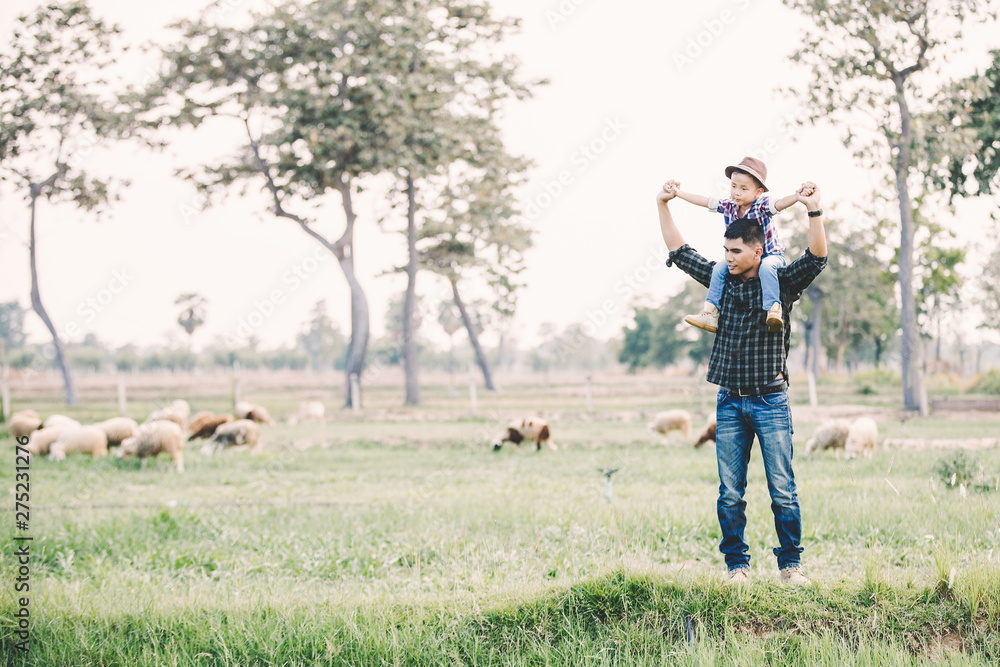 father and son in sheep farm; Farmers take care and feed the animals on ...
