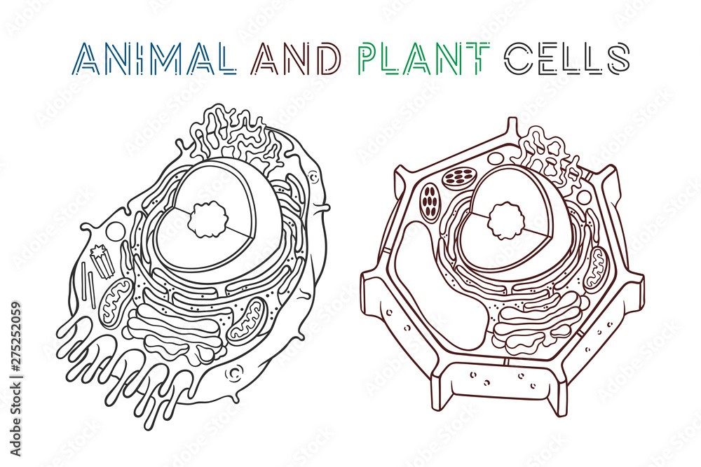 Vector sketching illustrations. Schematic structure of animal and plant ...