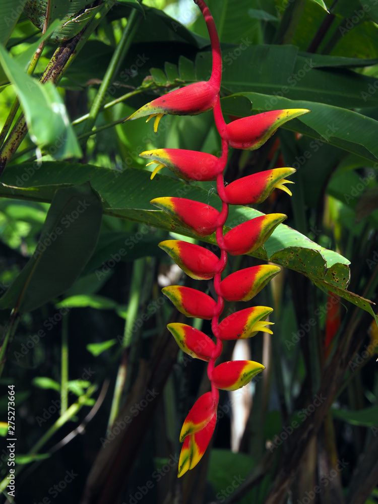 Wild red and yellow Palulu plant Heliconia flower in tropical Suriname ...