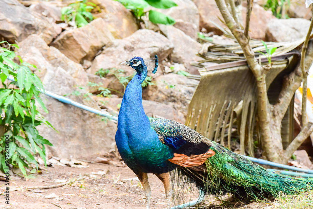 Chai nat Thailand December 26 2019 see birds at Chai NAT Bird Park is a ...