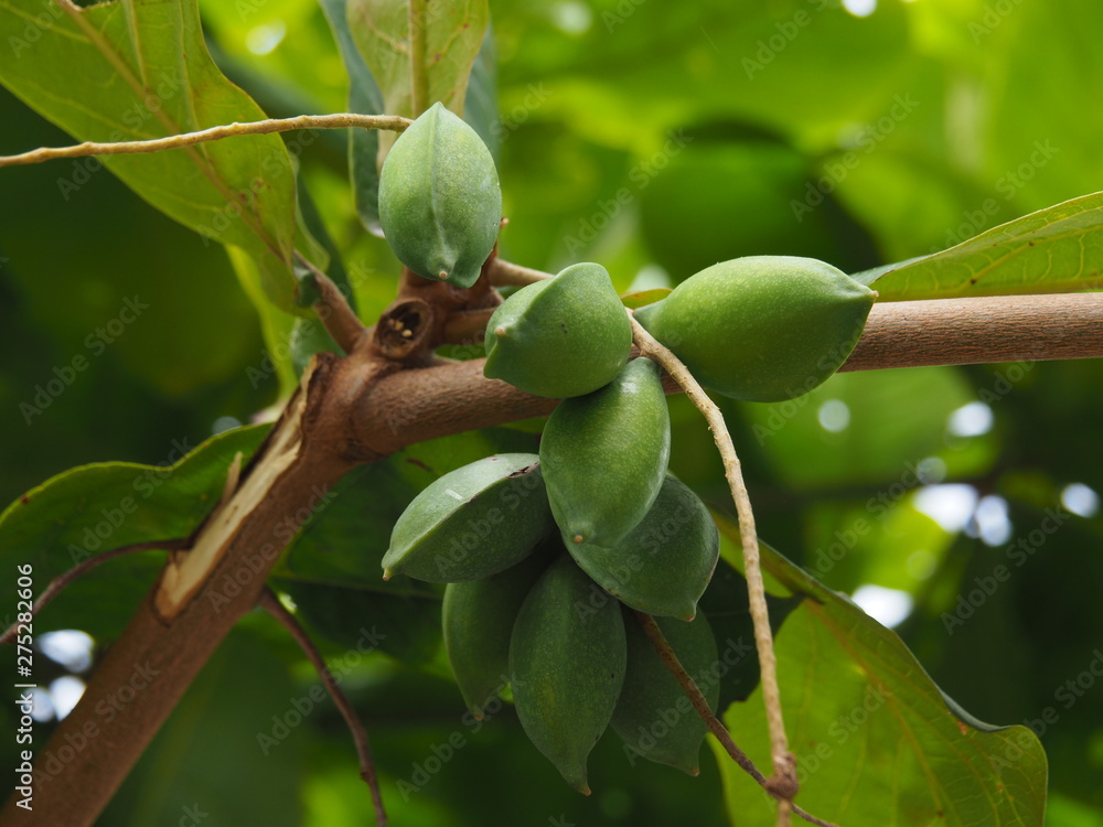 Almond Tree Fruit
