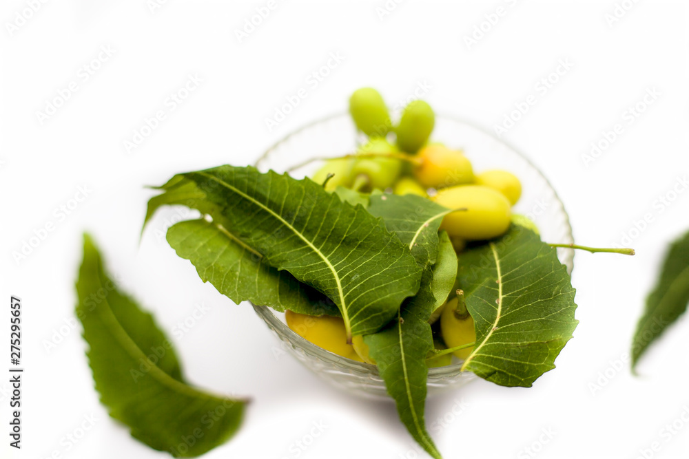 Neem fruit or nim fruit or Indian lilac fruit in a glass bowl isolated ...