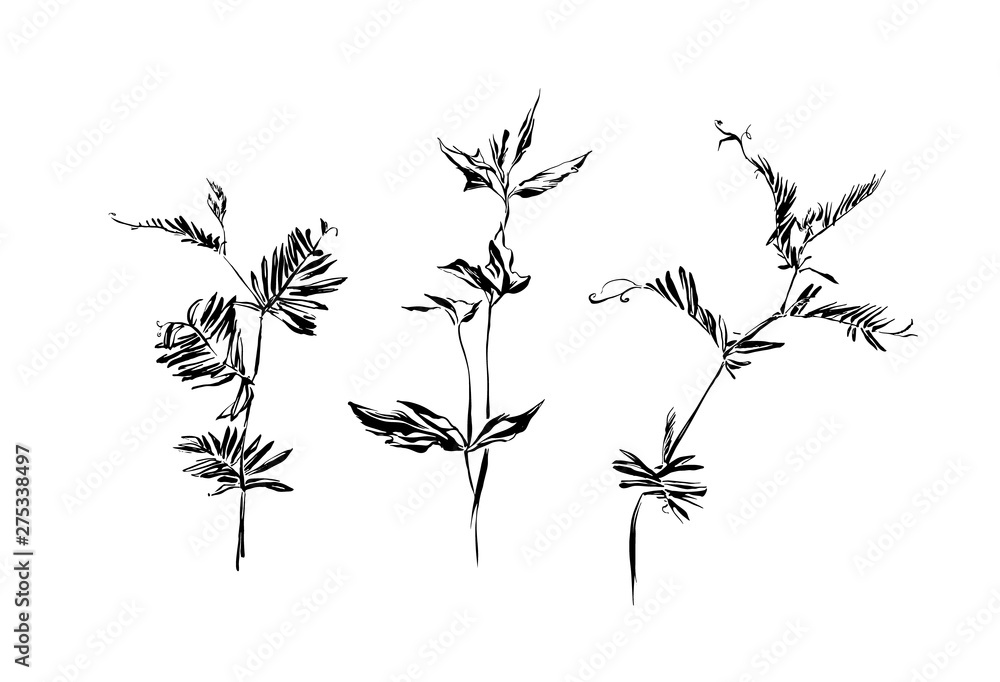 Set of hand drawn weed field herbs. Outline plants painting by ink ...