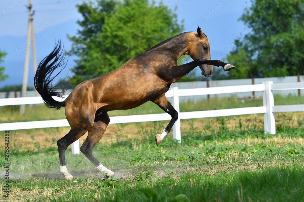 Young and funny buckskin Akhal Teke stallion playing and rearing in the ...