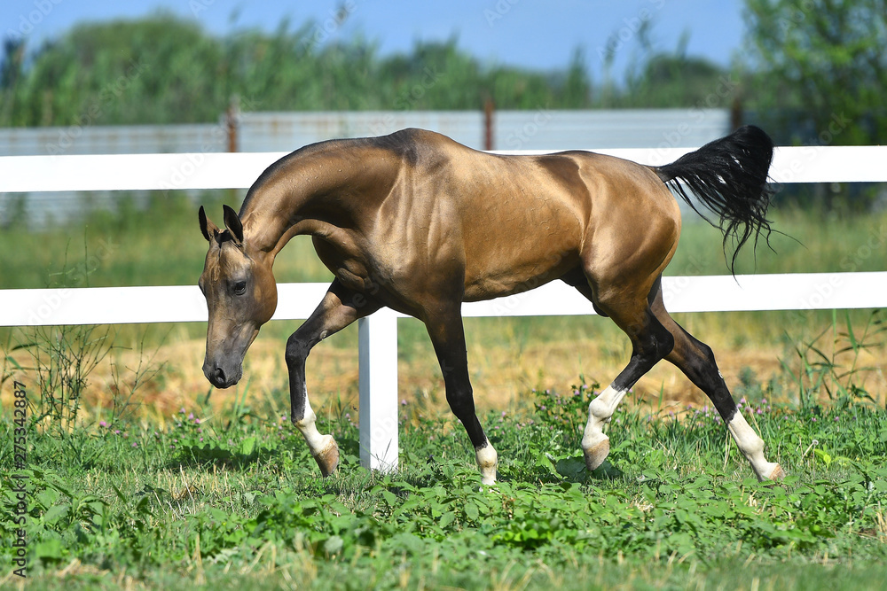 Buckskin Akhal teke stallion running in trot along white fence in ...
