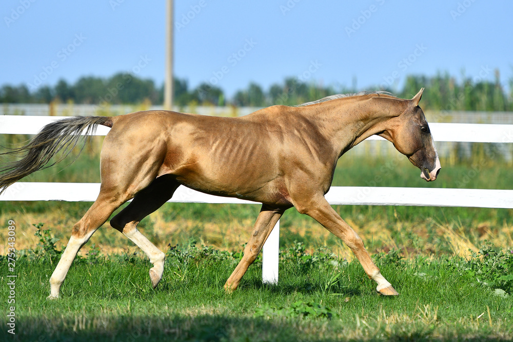 Palomino Akhal Teke
