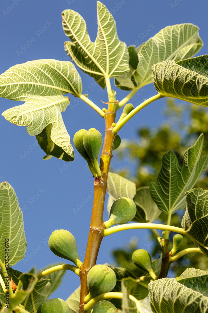 Tip of branch of a common fig tree, with its so characteristic leaves ...