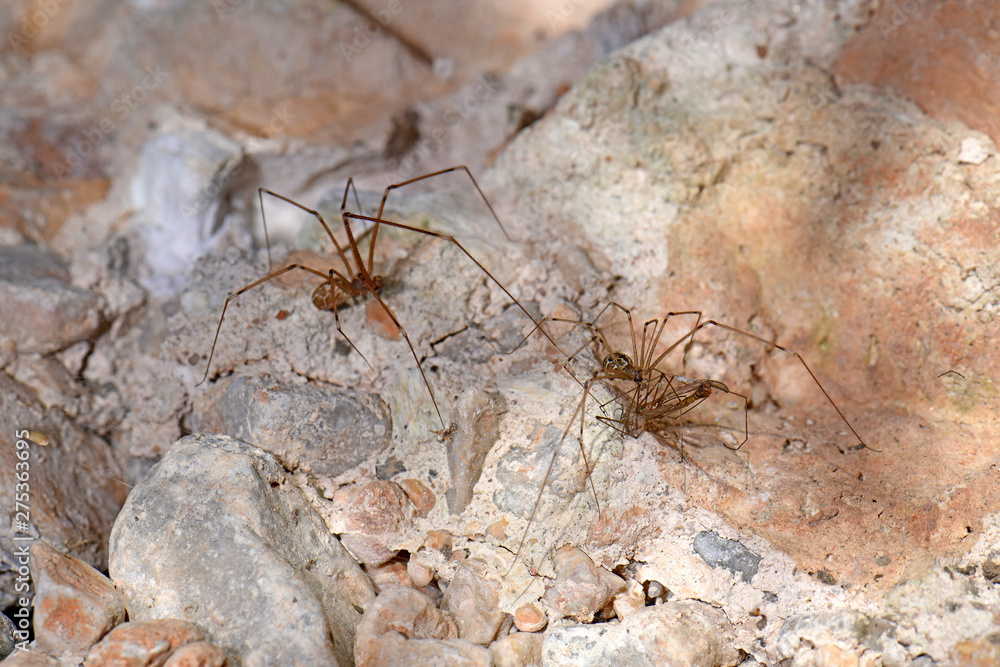 Weberknechte (Opiliones) auf Kalymnos, Griechenland - daddy-long-legs ...