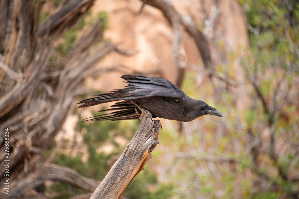 Raven takes flight at Devil’s Garden Campground and Trailhead in Moab ...