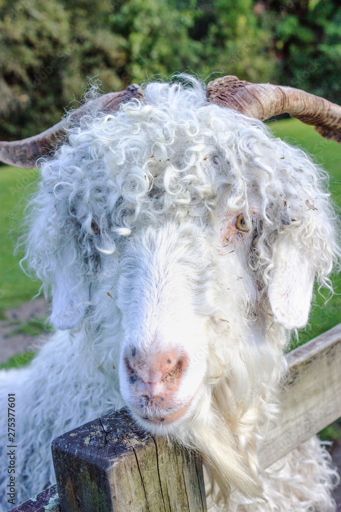 Foto de The Angora goat is a breed of domesticated goat, historically ...
