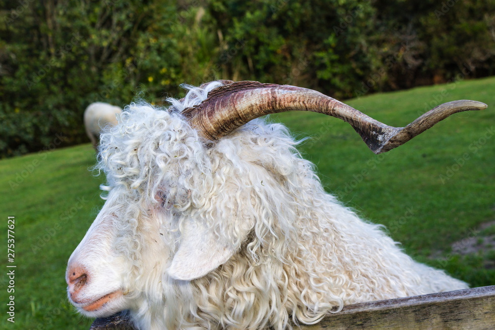 The Angora goat is a breed of domesticated goat, historically known as ...