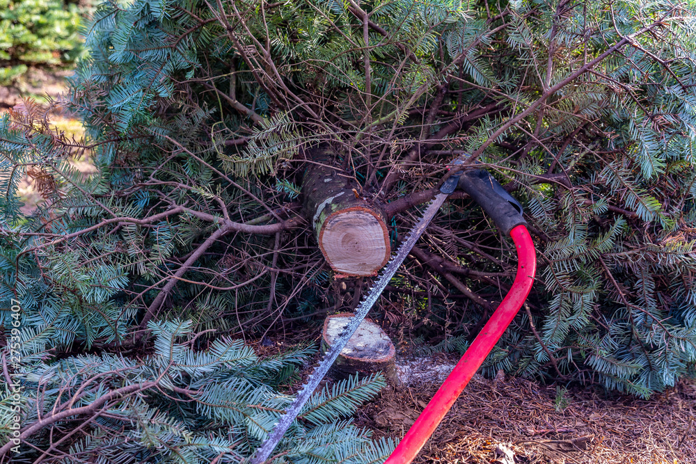 Fresh cut fir of a Christmas tree farm, hand bow saw lays across a ...
