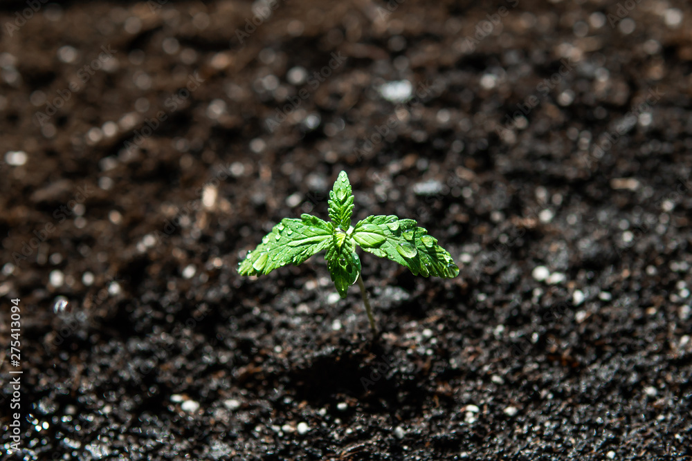 A small plant of cannabis seedlings. The stage of vegetation hemp ...