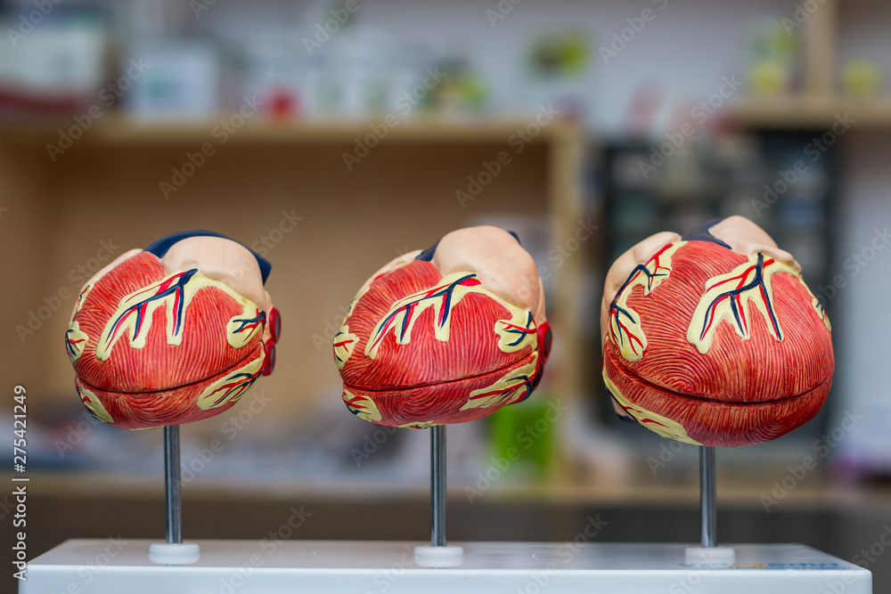 dog hearts mold, normal heart and heart with DCM and blurred background ...