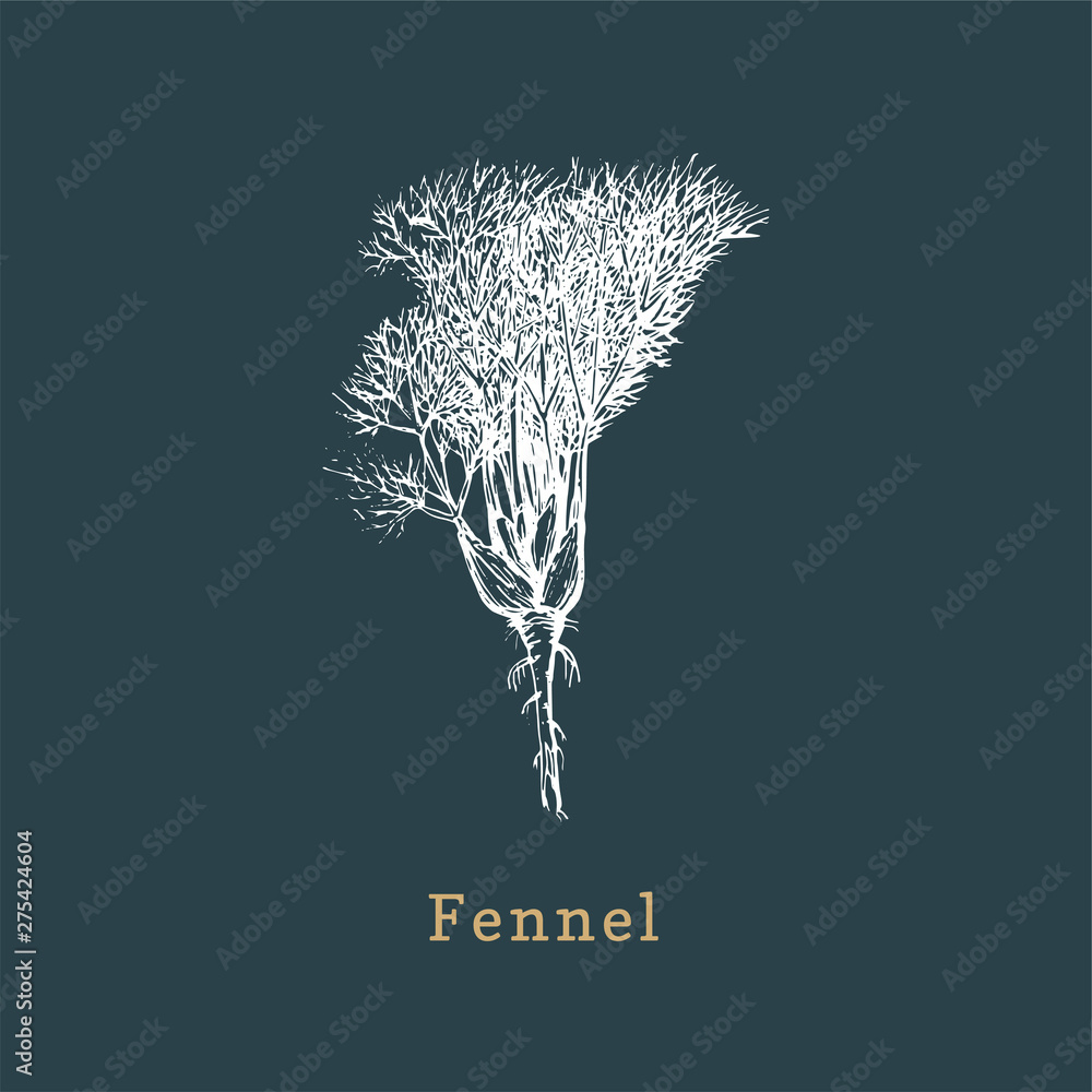 Vector Fennel sketch. Drawn spice herb in engraving style. Botanical ...