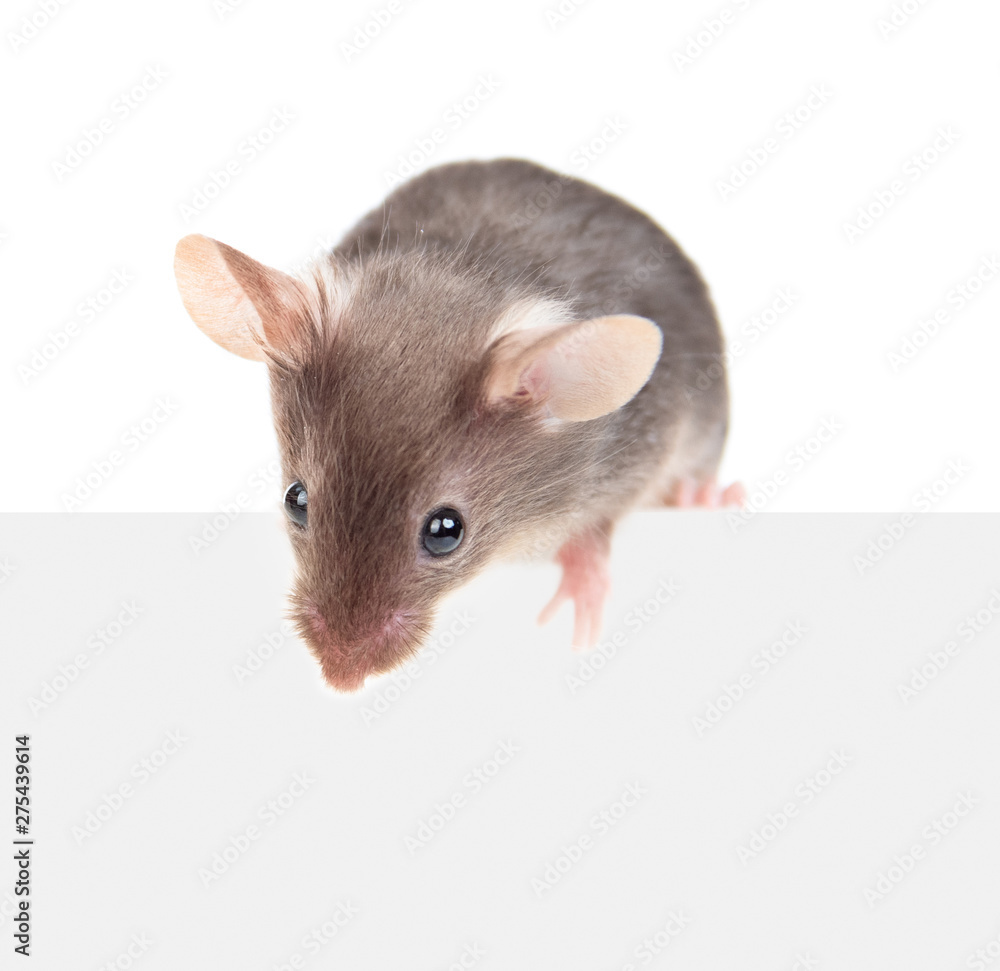 Gray mouse above empty white banner looking down. Isolated on white ...