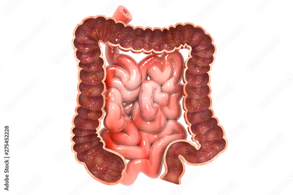 Human colon, Colon anatomy, cross section, 3d render Stock-Illustration ...