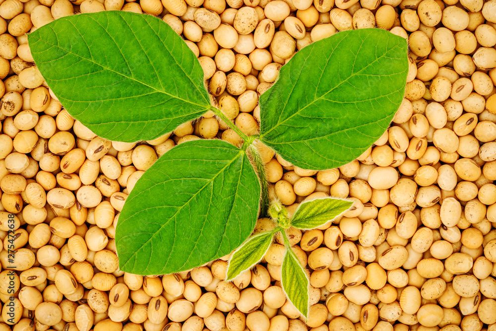 Natural green soybean sprout on dry yellow soy beans background. Green ...