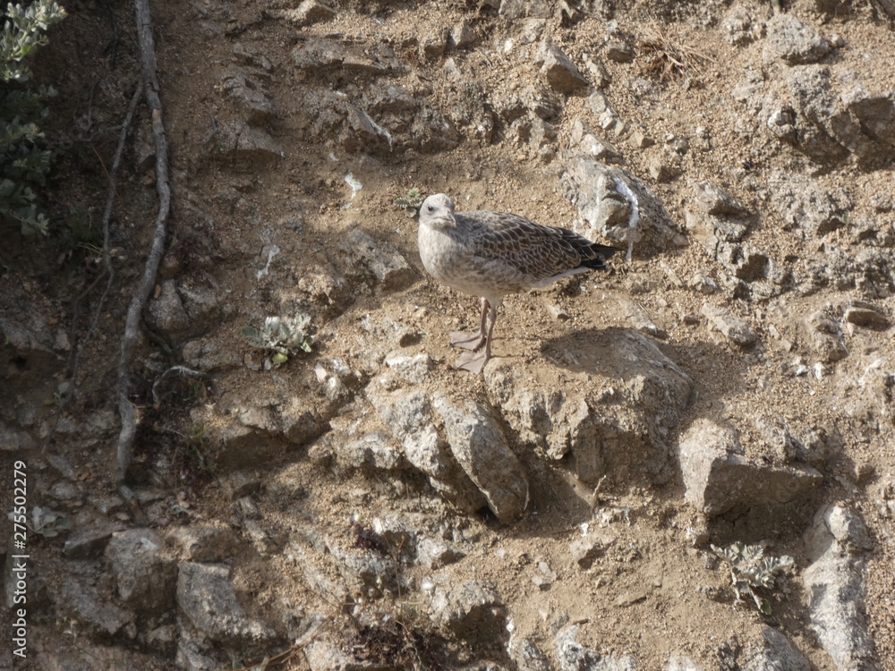 Foto de Parejas de gaviotas y sus polluelos, la gaviota adulta es la ...