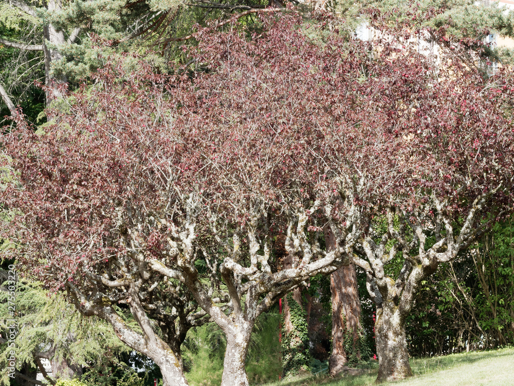 Prunus cerasifera 'atropurpurea' ou Cerisier Myrobolan, arbre ...