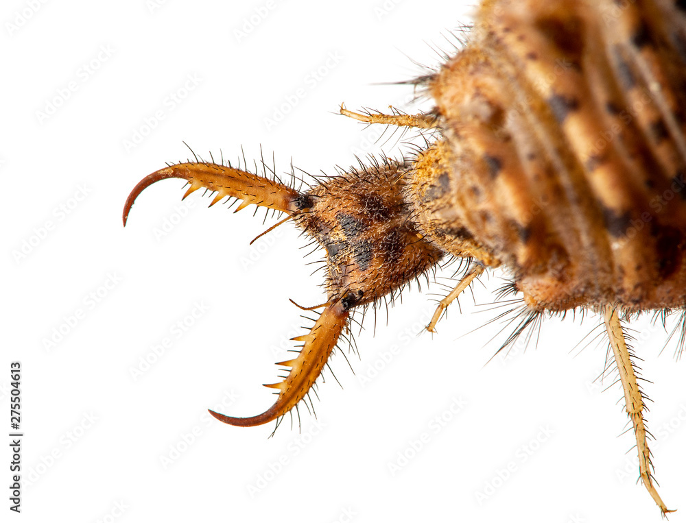 Antlion Jaws