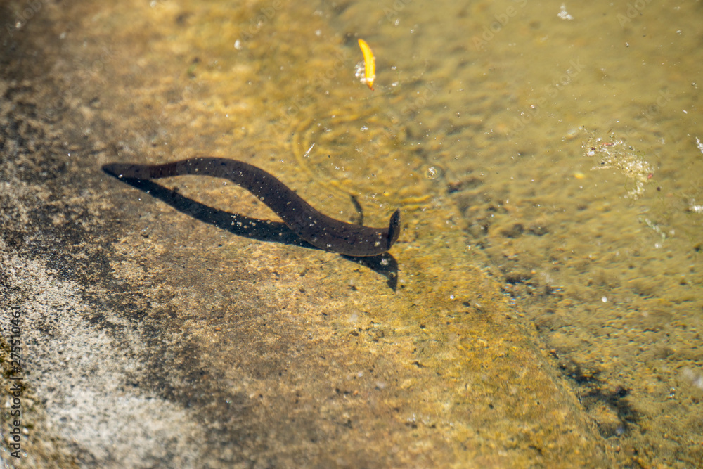 Egel schwimmt im Wasser Stock Photo | Adobe Stock