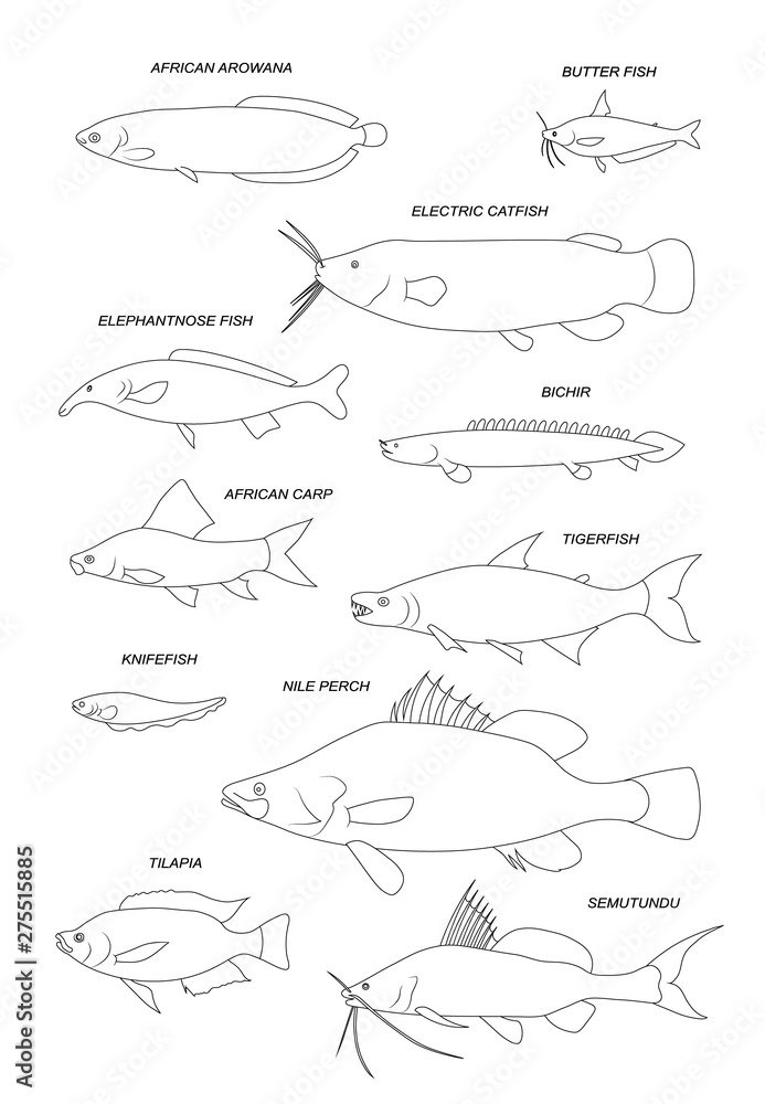African freshwater fish. Vector drawing outline set. Stock Vector ...