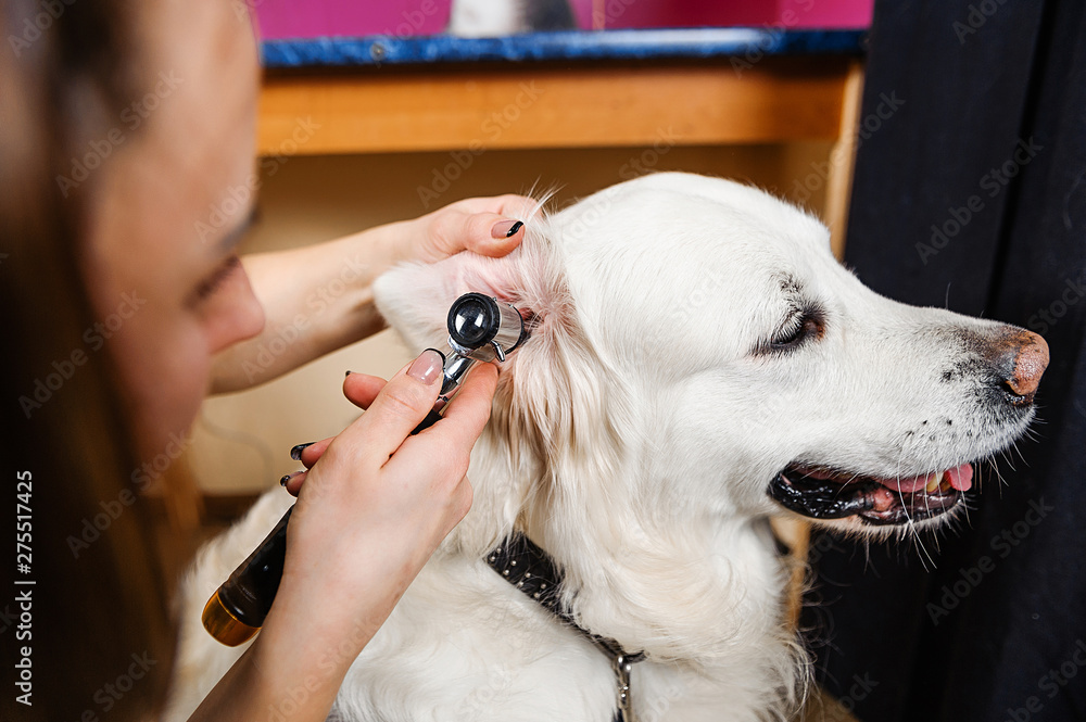 Otoscopy dogs. Examination of the dog's ears in veterinary medicine ...