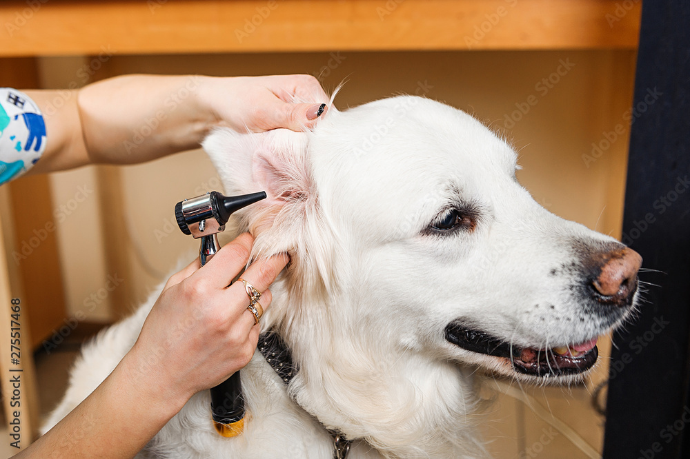 Otoscopy dogs. Examination of the dog's ears in veterinary medicine ...