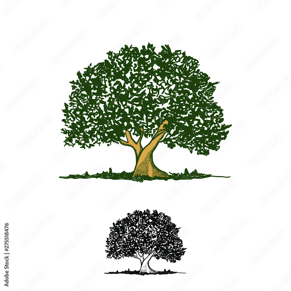 Hand Drawn Oak Tree Illustration, classic tree logo design vector ...