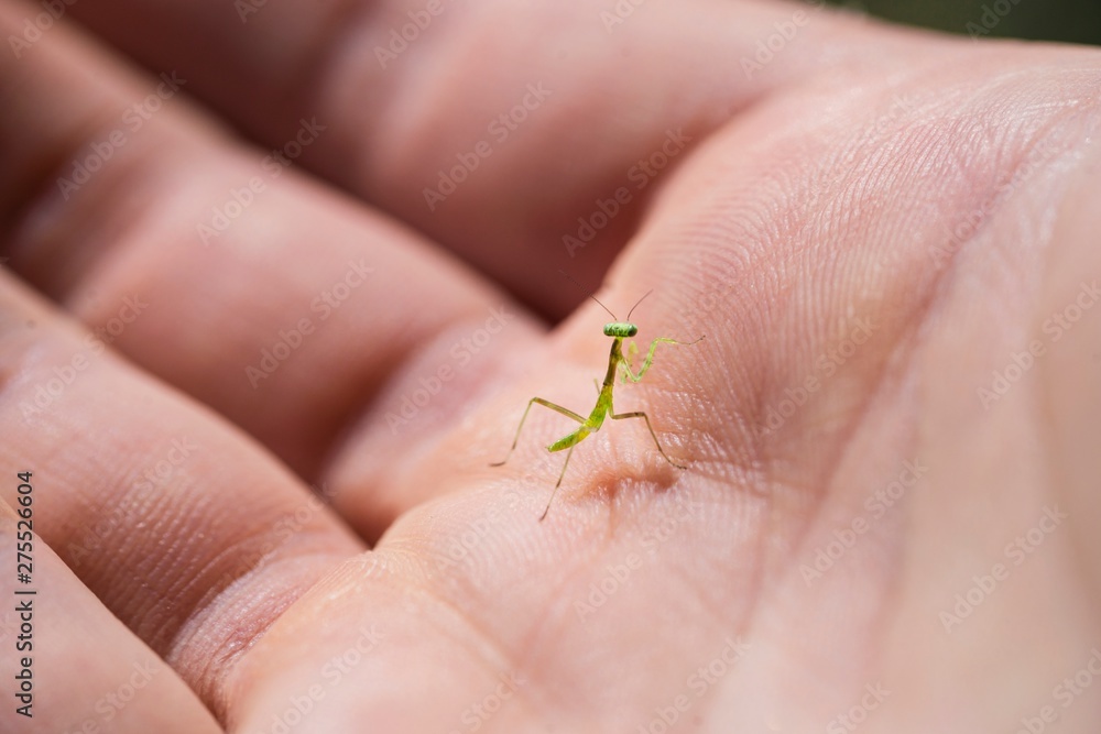 This macro image shows an epic capture of a small green baby praying ...
