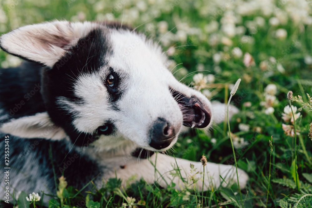 Husky puppy with multi-colored eyes frolics on the lawn with white ...